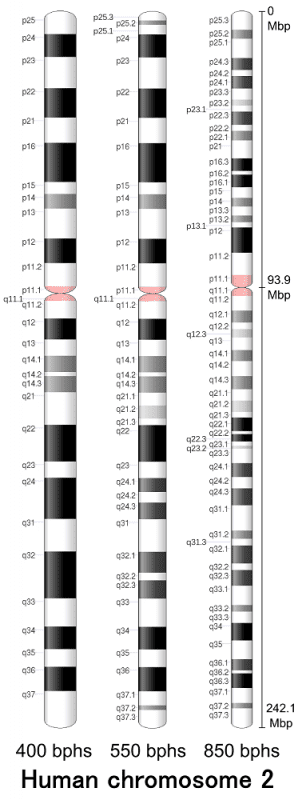 Human Chromosome 2 and Ape Ancestors – The Creation Club | A Place for ...