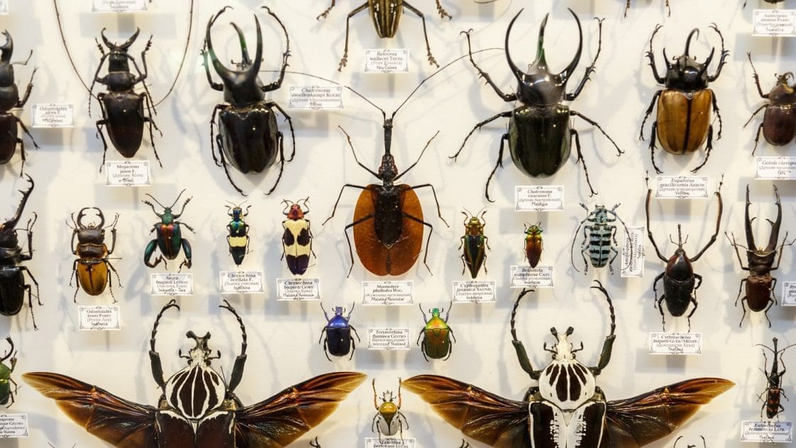 Darwin, Beetles, Genetics, and an Extinct Tree (of Evolutionary Life ...